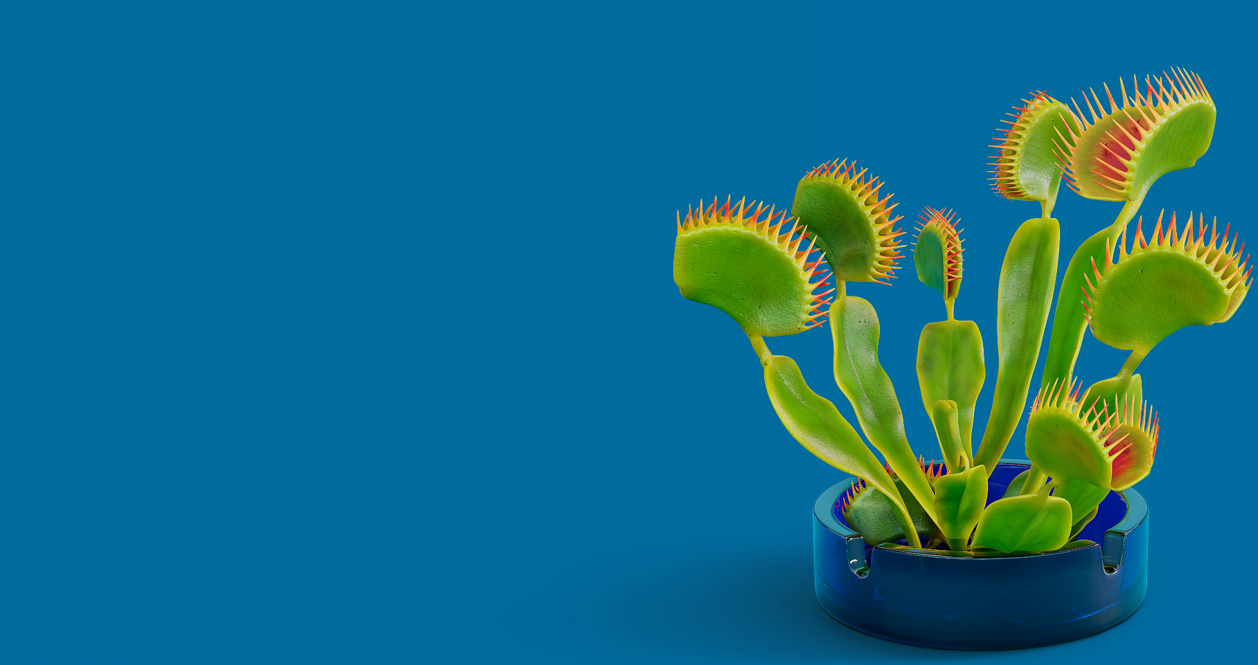 Velo UAE – Discover Weird Wonderful Nicotine Pouches in Emirates – VELO UAE